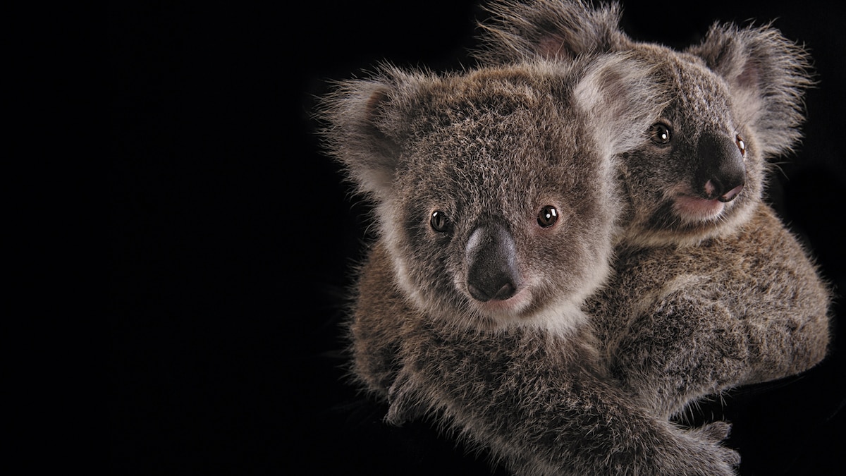 Chlamydia is killing koalas. Can a new vaccine save them? | National ...