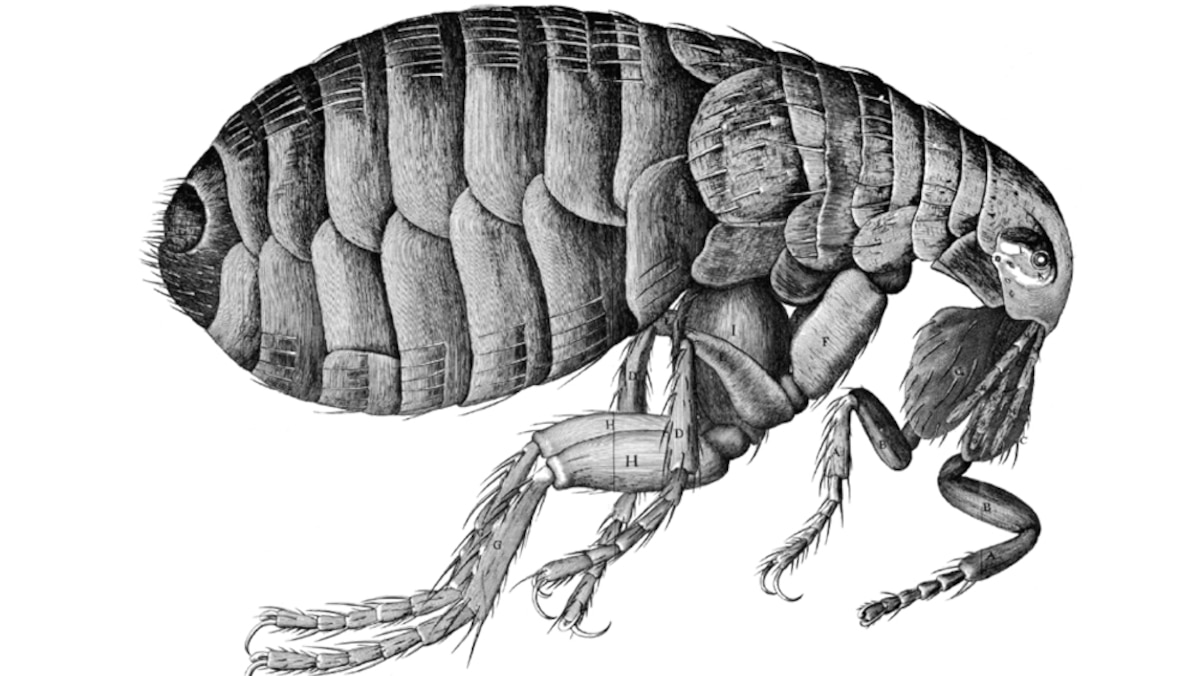 How The Plague Microbe Gave Fleas A Chance | National Geographic