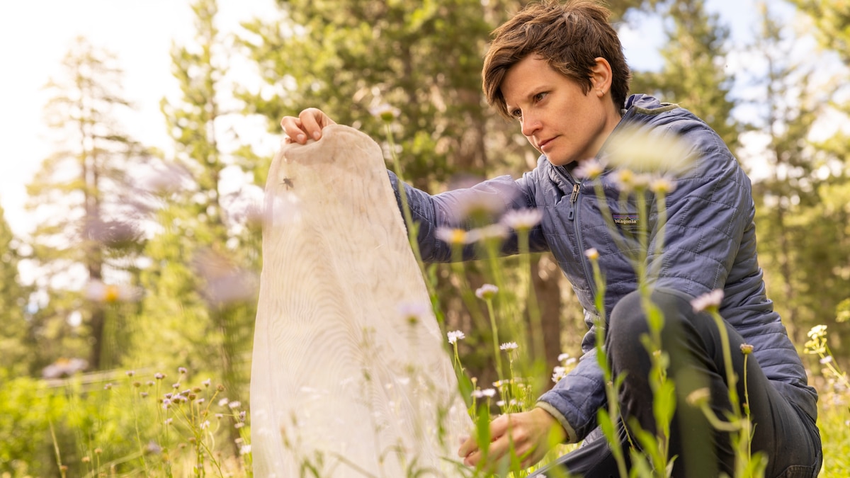 How Felicity Muth is decoding bee intelligence | National Geographic