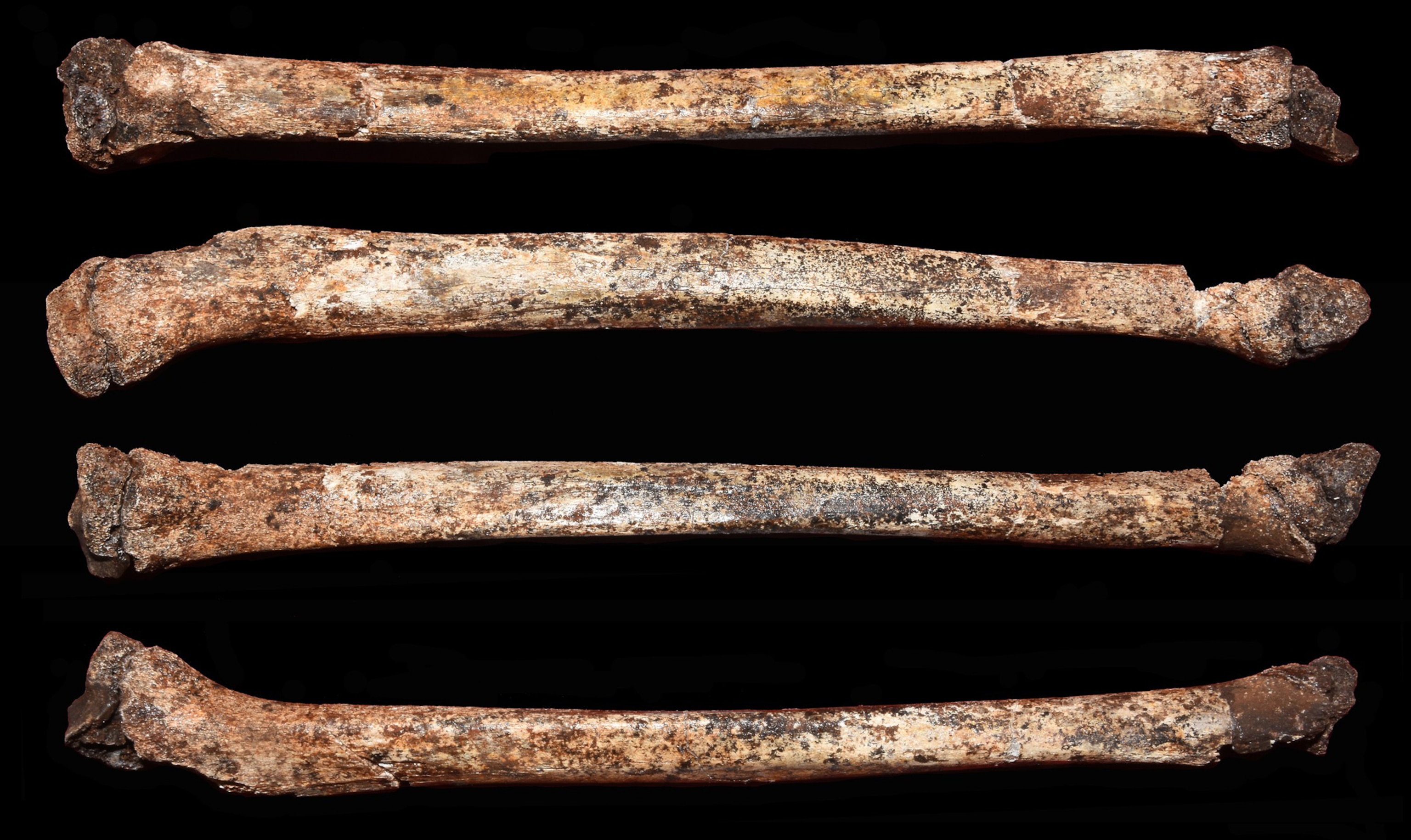 Puzzling skeleton helps reveal how ancient human relative grew up