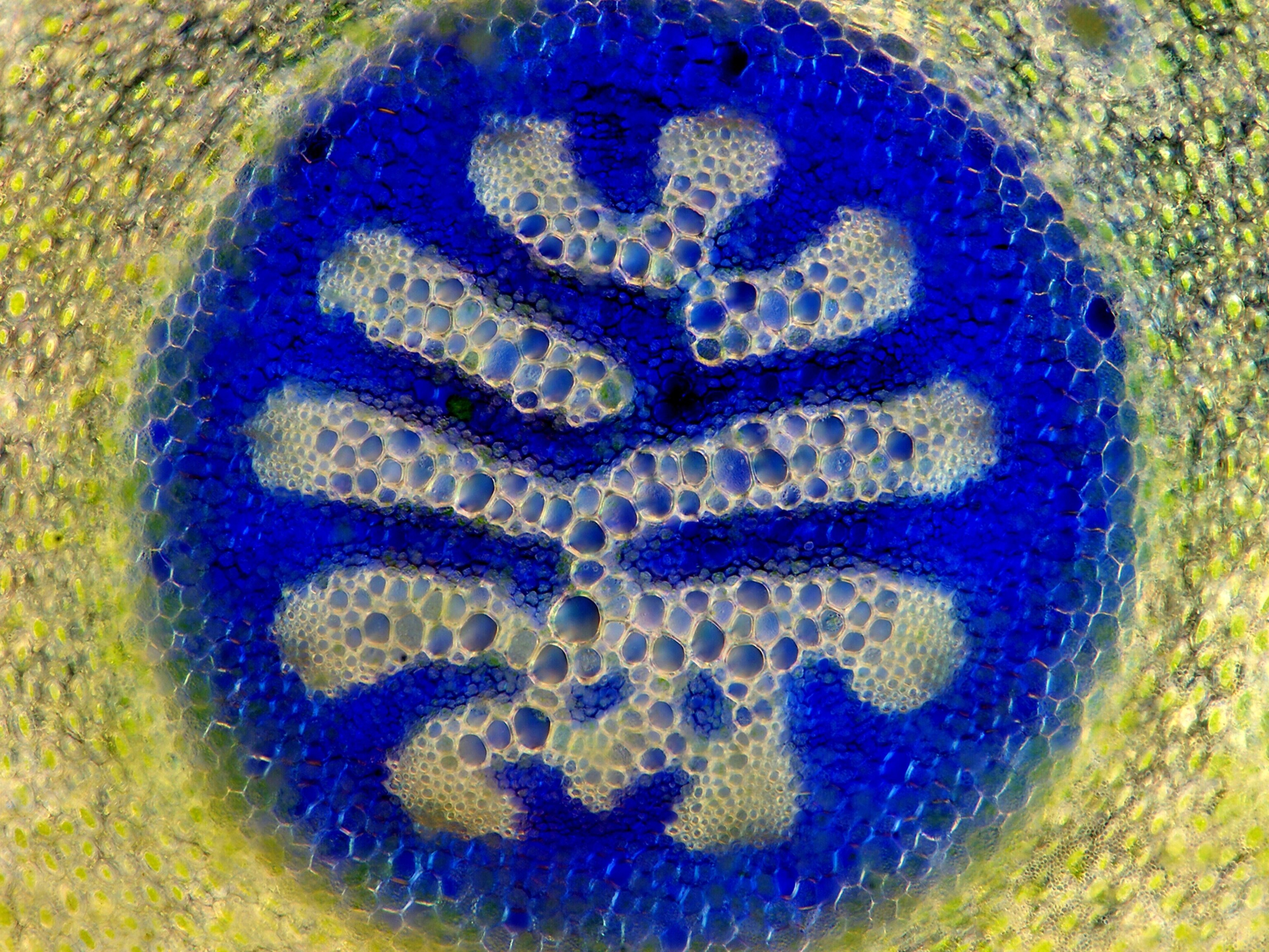 See the Plant Kingdom's Hidden Microscopic Wonders