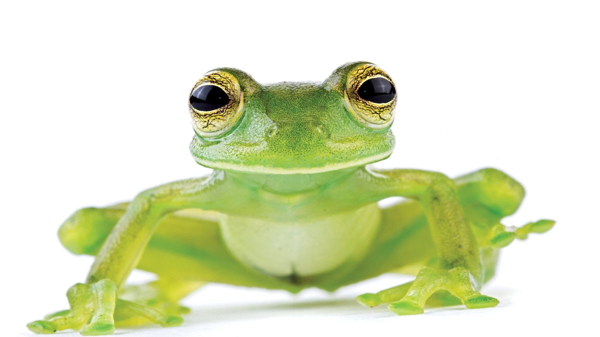 How to visit frogs in Costa Rica | National Geographic