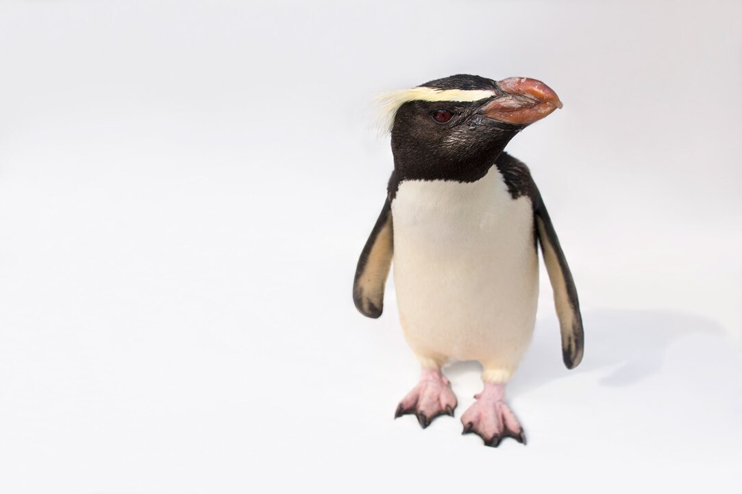 Penguin Hop States