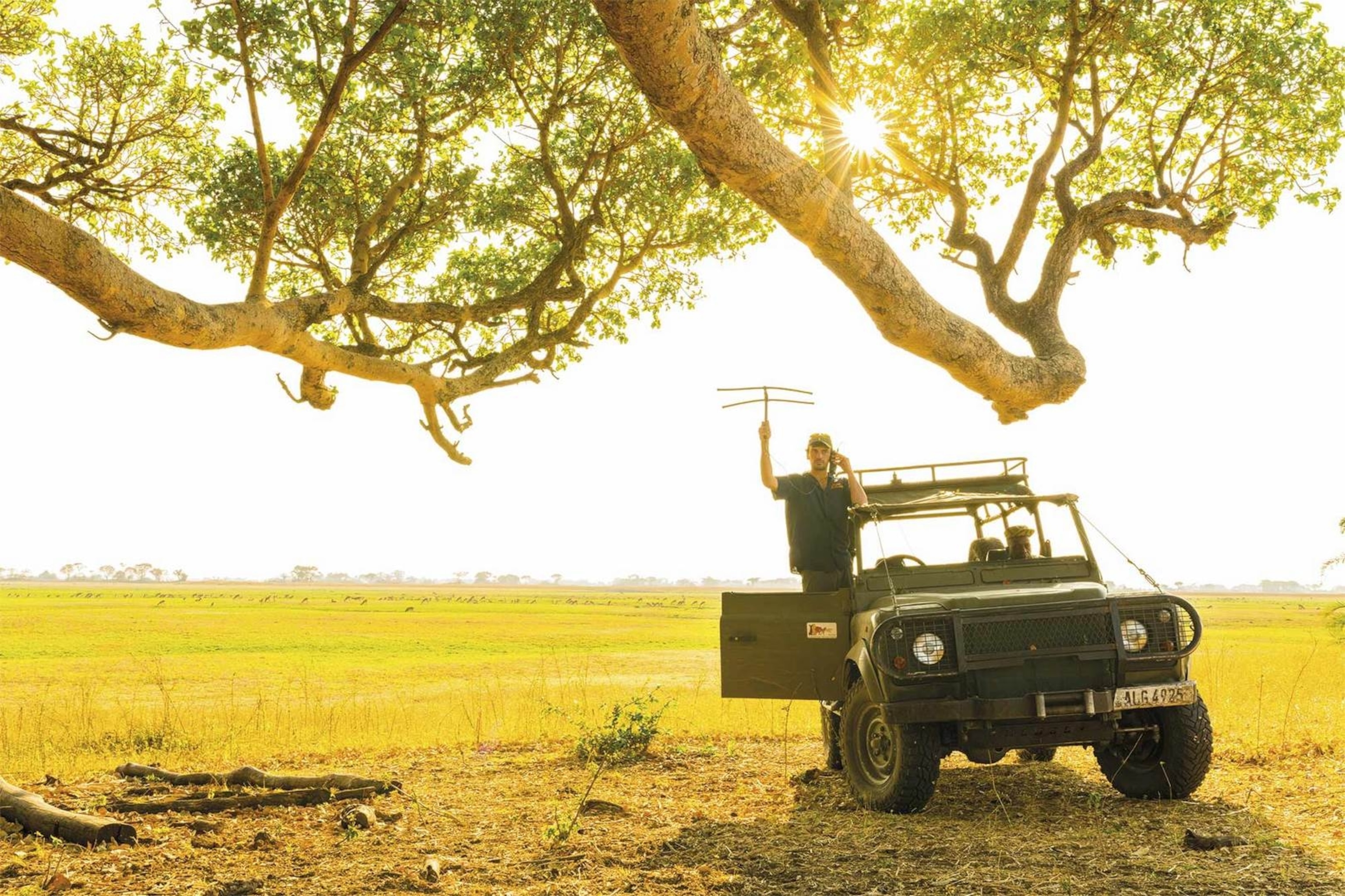 Saving Africa's endangered predators
