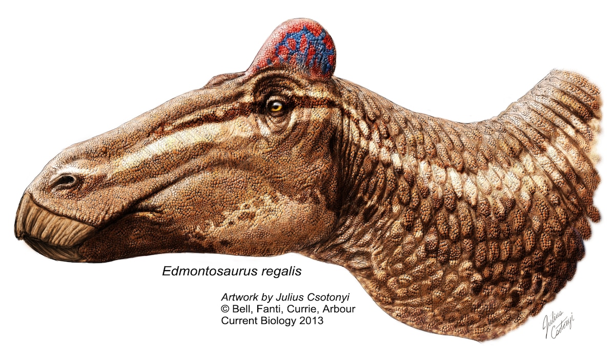 Dinosaur Fossil With Fleshy Rooster's Comb Is First of Its Kind ...