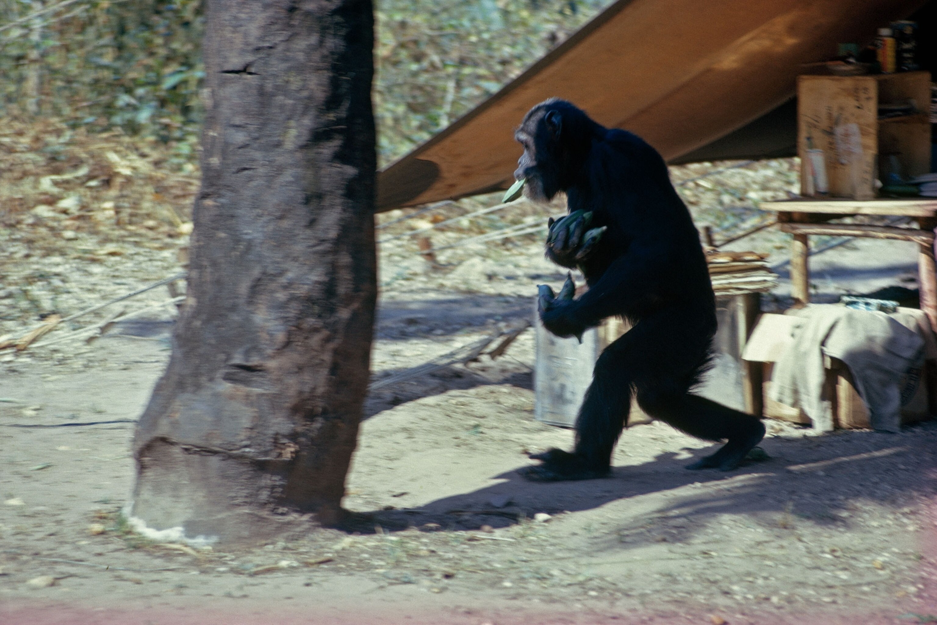 Jane Goodall’s original tale of chimpanzees still astonishes today