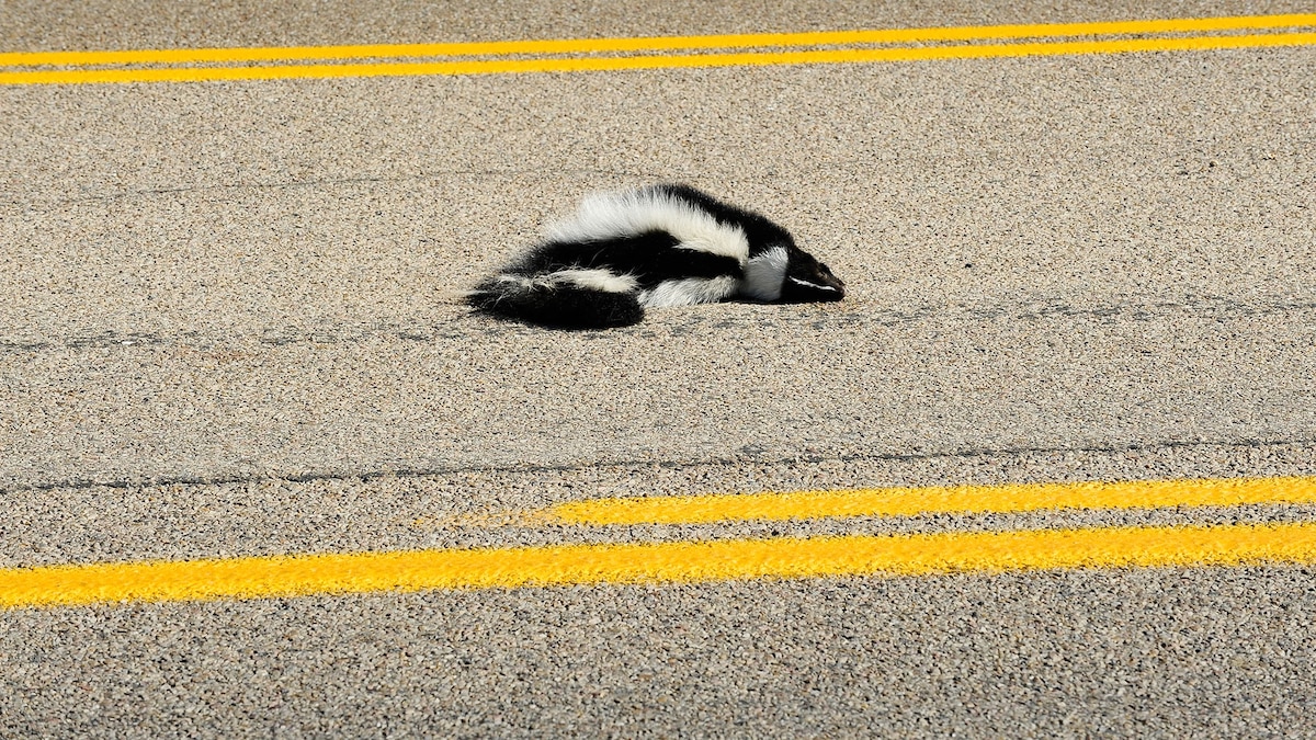 Four Creepy, Cool Ways Roadkill Helps Science | National Geographic