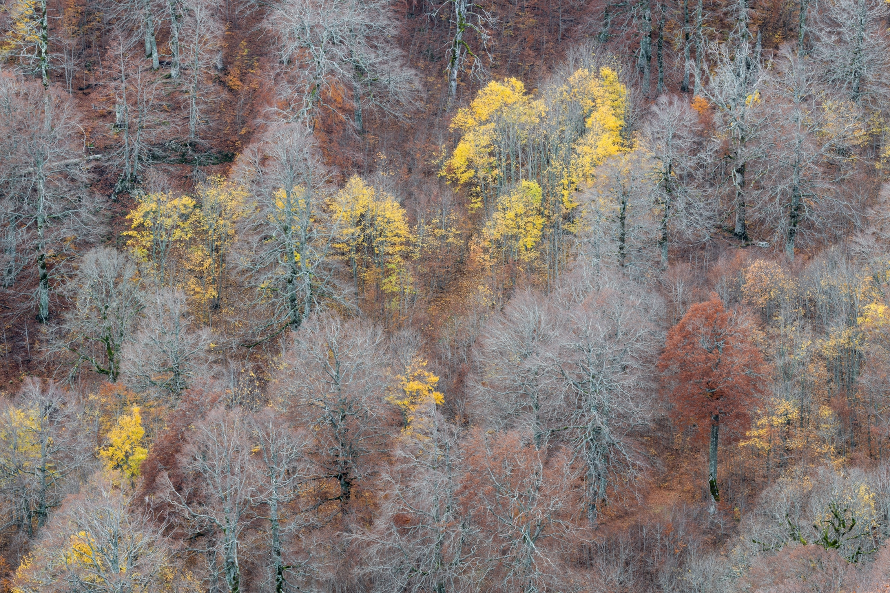 See the remarkable richness of life in Europe’s old-growth forests