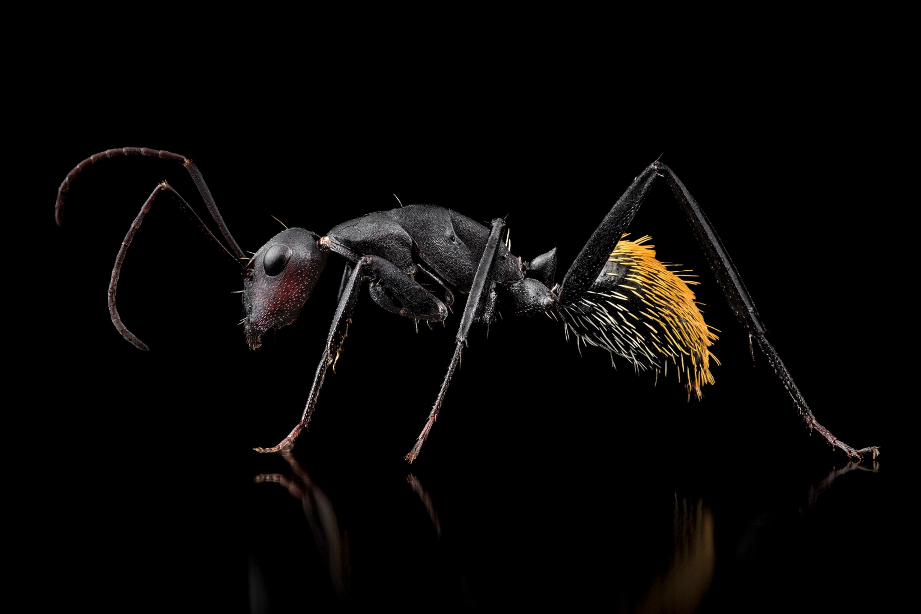 See the uncommon beauty of the common ant