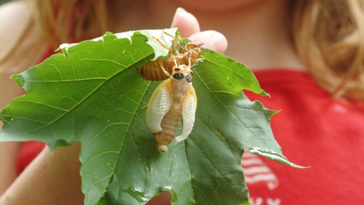 The cicadas are coming! Here’s how to make that fun for kids.