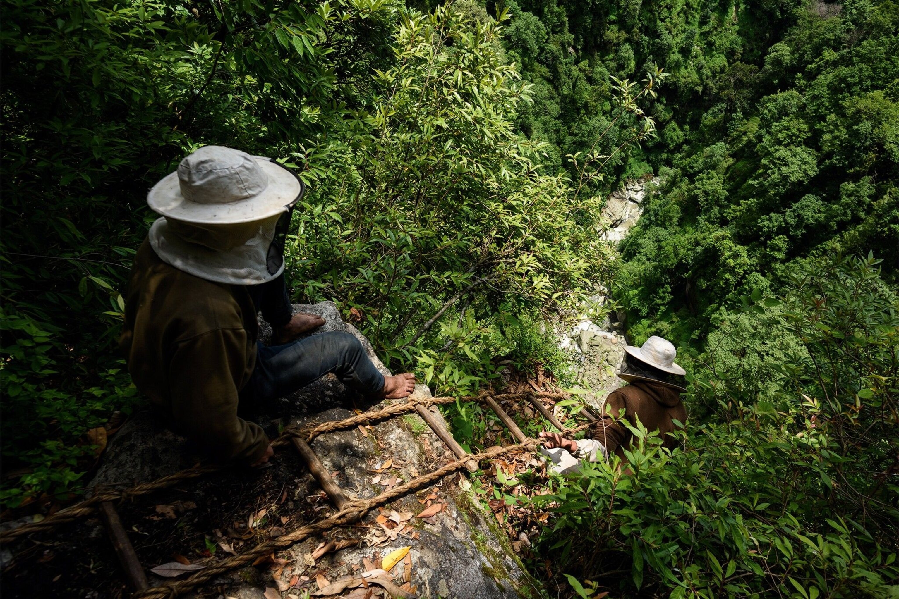 Photo story: the Nepalese honey hunters facing some of the largest bees ...