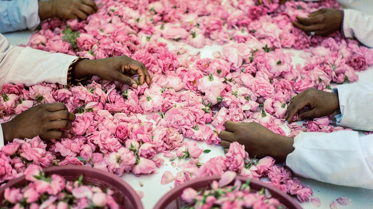 What does rose water do? Here's a look at the science | National Geographic