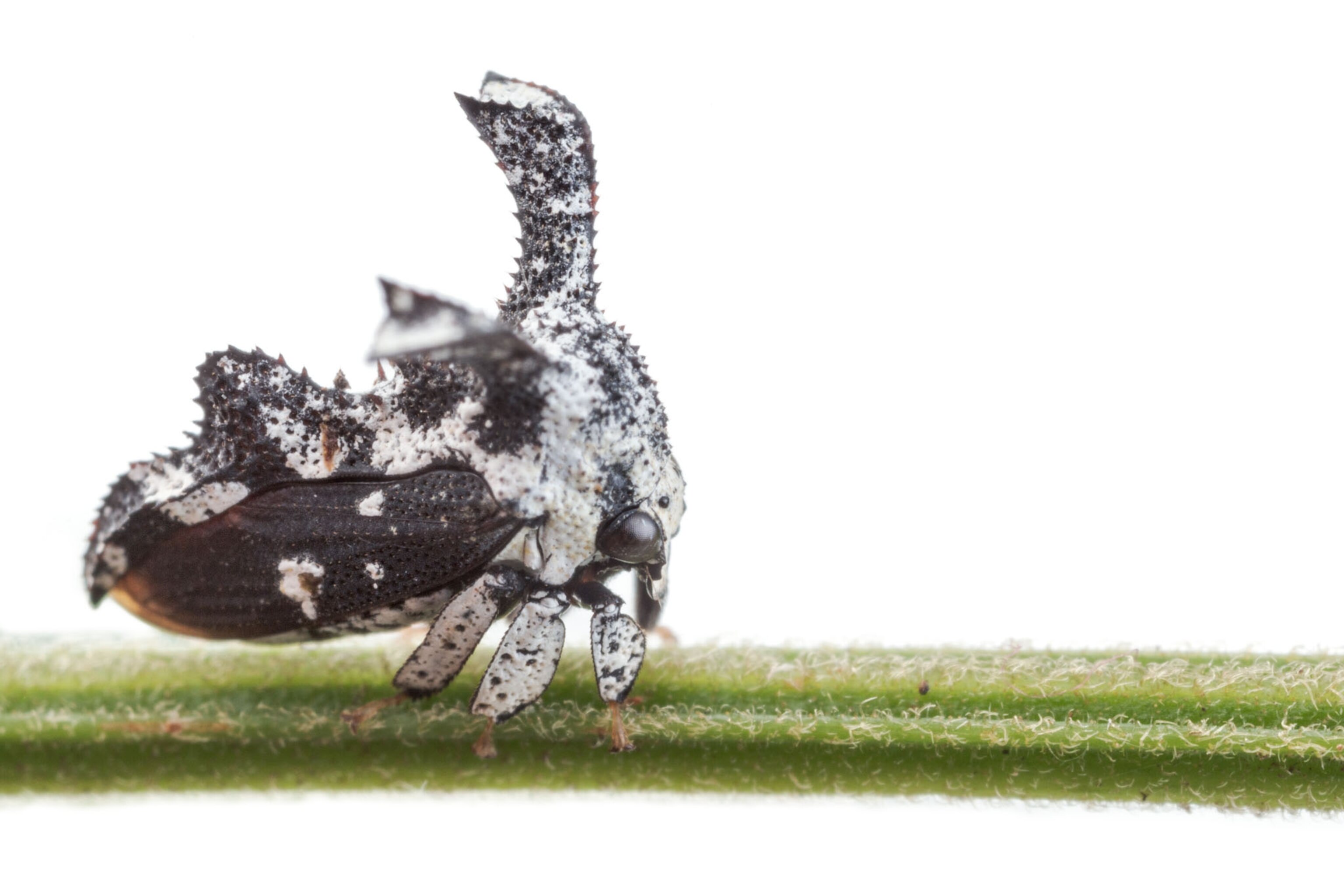 Treehoppers: pictures of the rainforest's mini-marvels