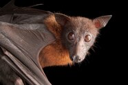 Bats That Hunt During The Day Can Explain Why Others Are Nocturnal