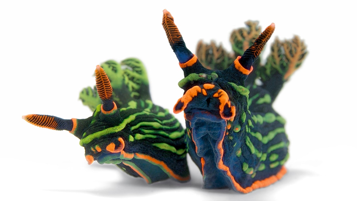 You Call That Cute? Here Are 10 Surprisingly Cute Critters | National ...