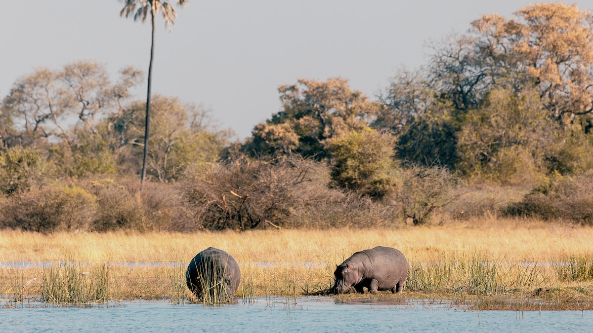4 unmissable budget wildlife safari experiences | National Geographic