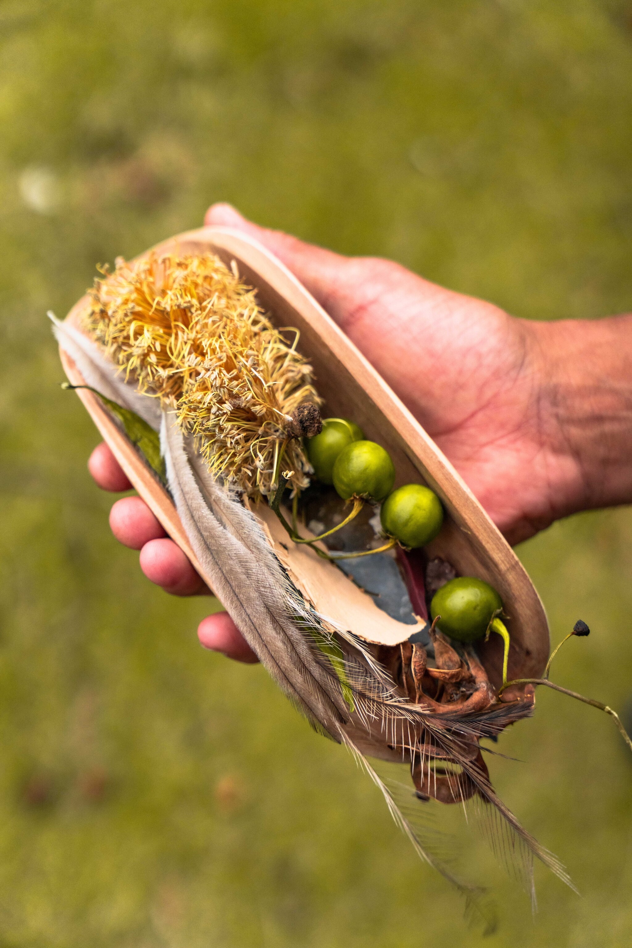 From saltbush to samphire: tasting the indigenous ingredients of ...