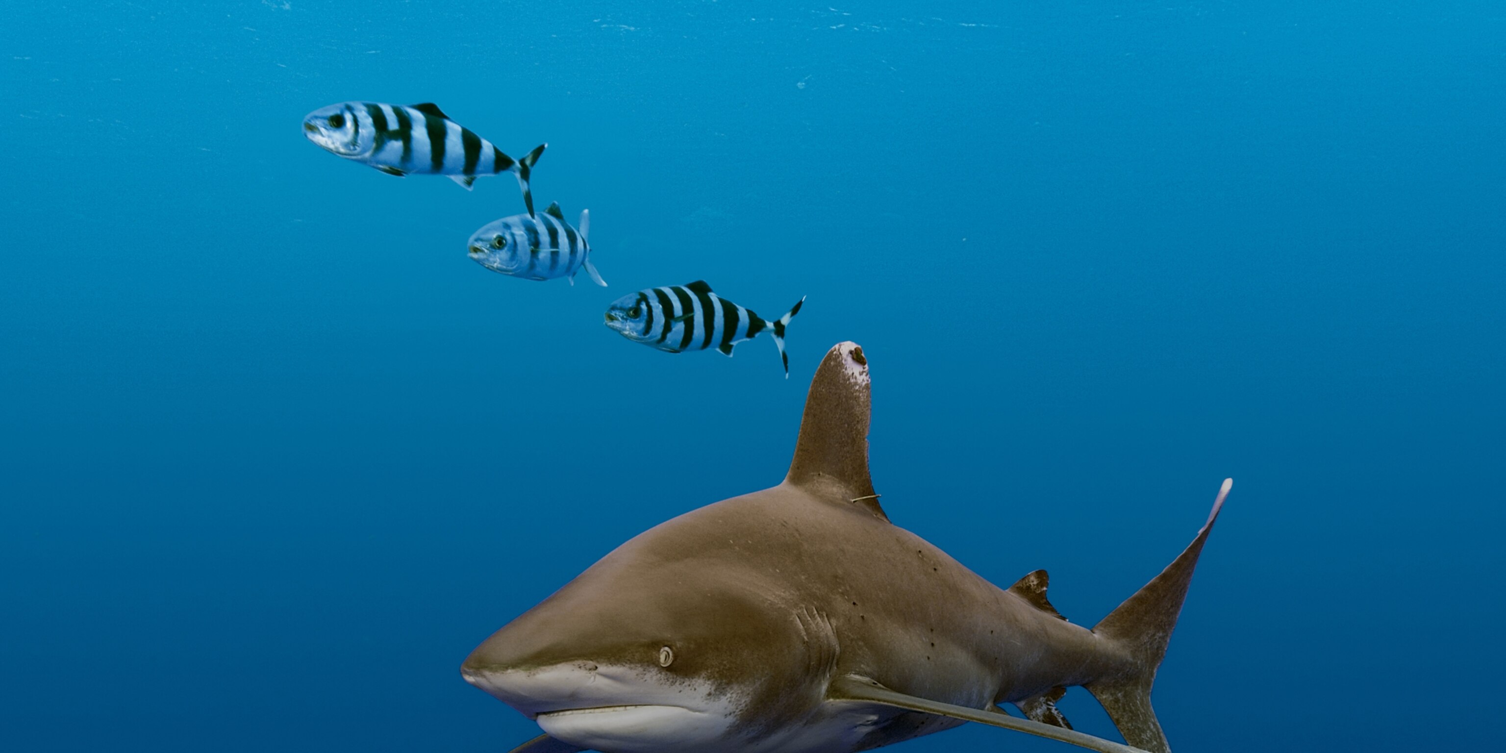 Great White Shark Habitat Diorama Shark Cage Diving Gansbaai | White