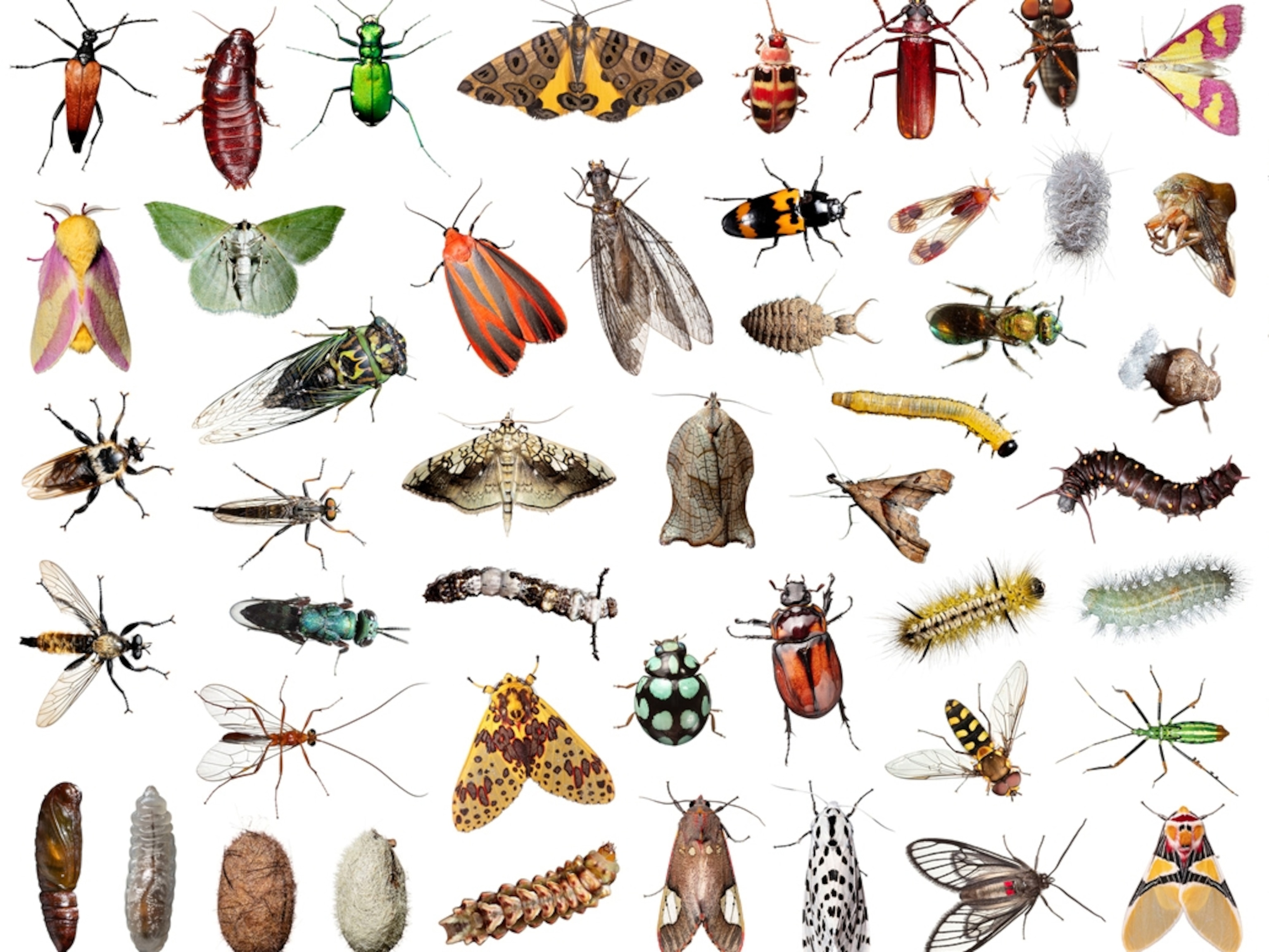 Where have all the insects gone?