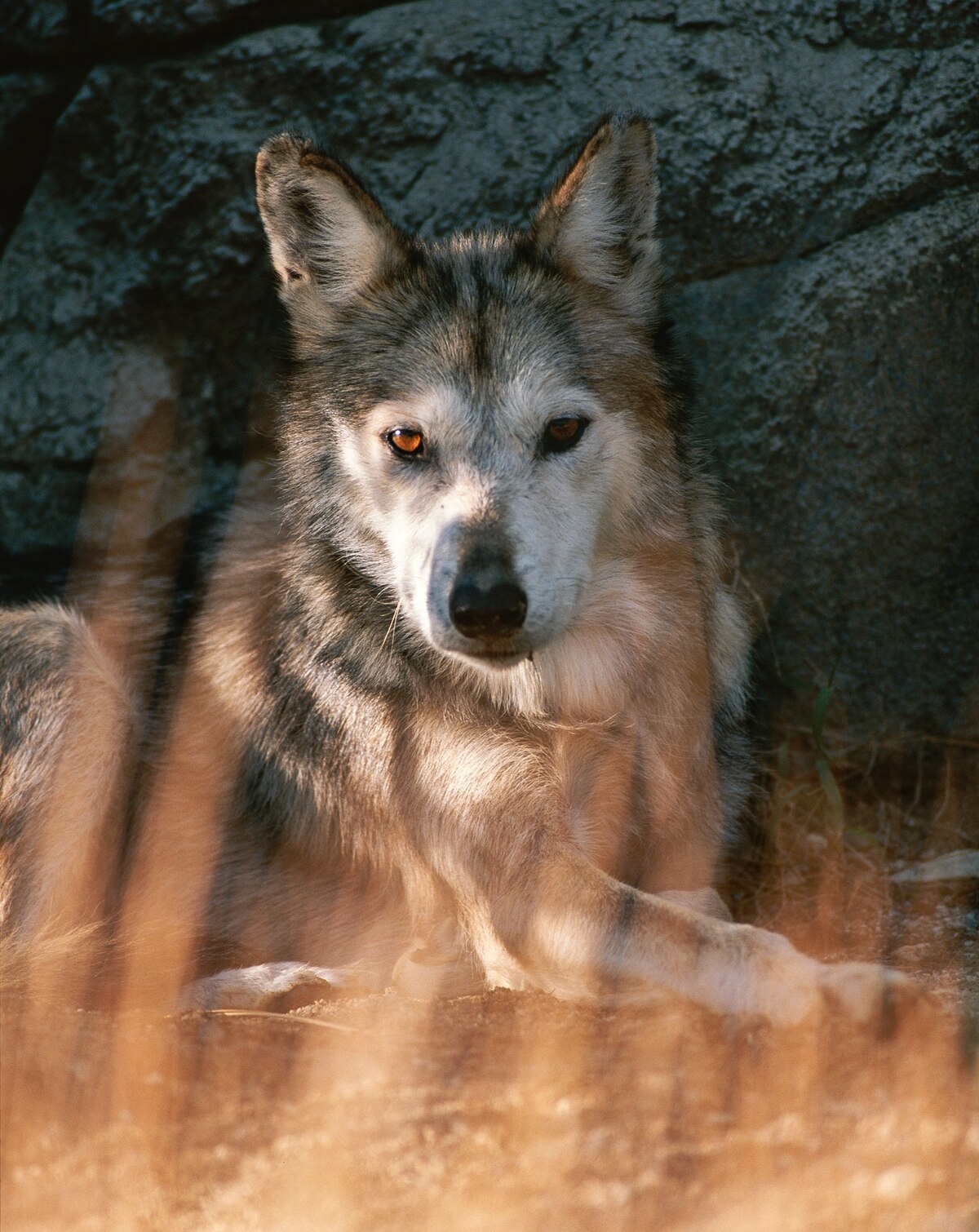 Do "Kid Cages" Really Protect Children From Wolves?