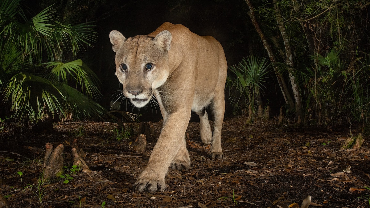 Endangered Florida panthers filmed fighting for the first time ...