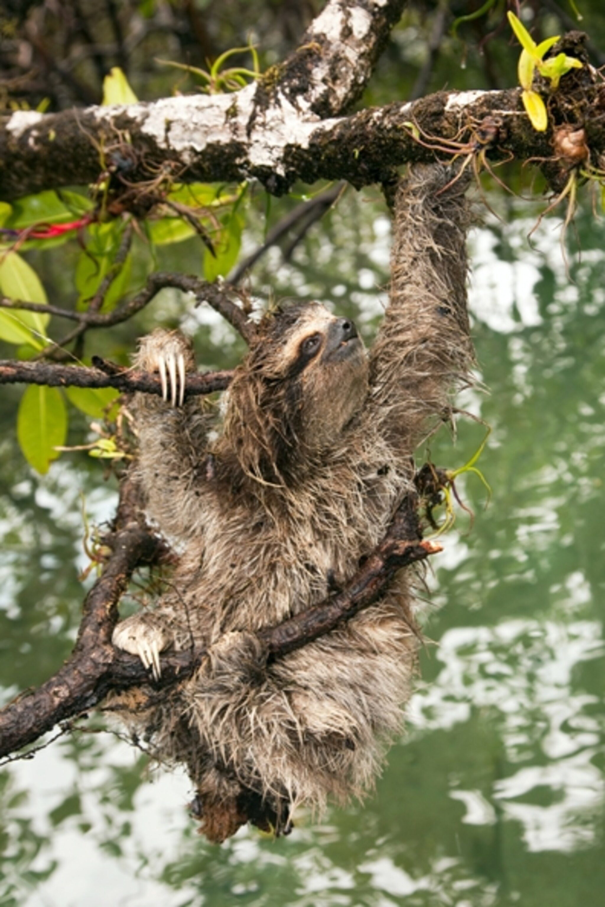 Pictures - Pygmy Sloth Among 100 Species Most At Risk