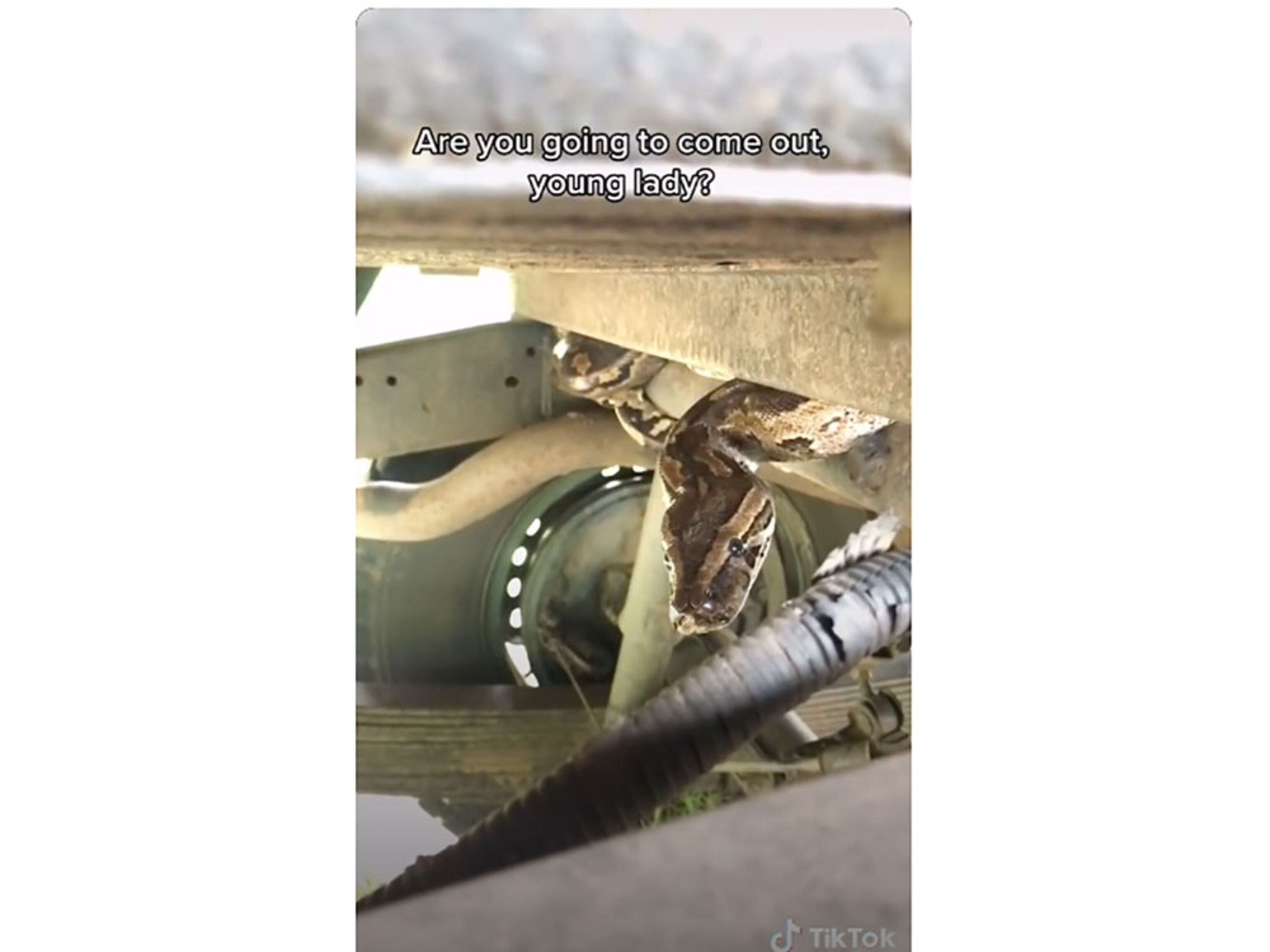 The new 'war on wolves'