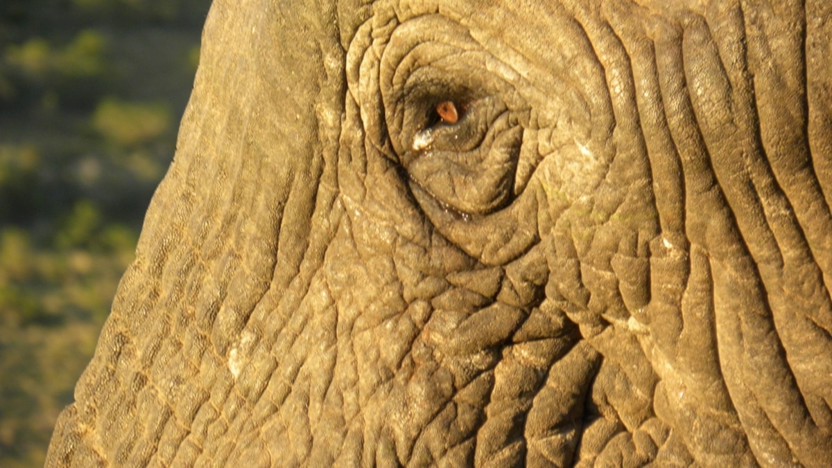 Elephants Hear Age, Gender, Ethnicity in Human Voices