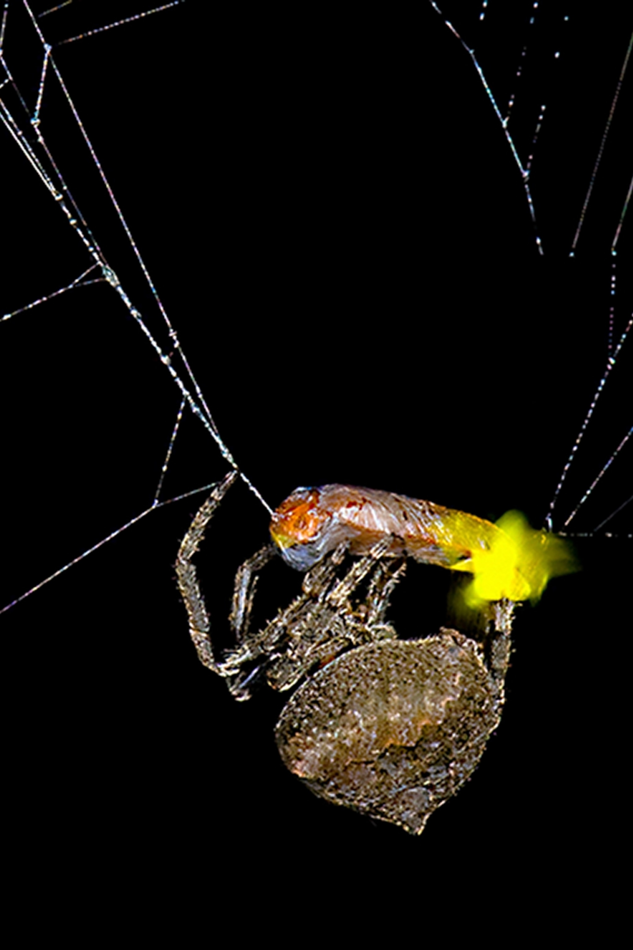 Vinegaroon Spider Bite Scorpion Bite Cut Out Stock Images & Pictures