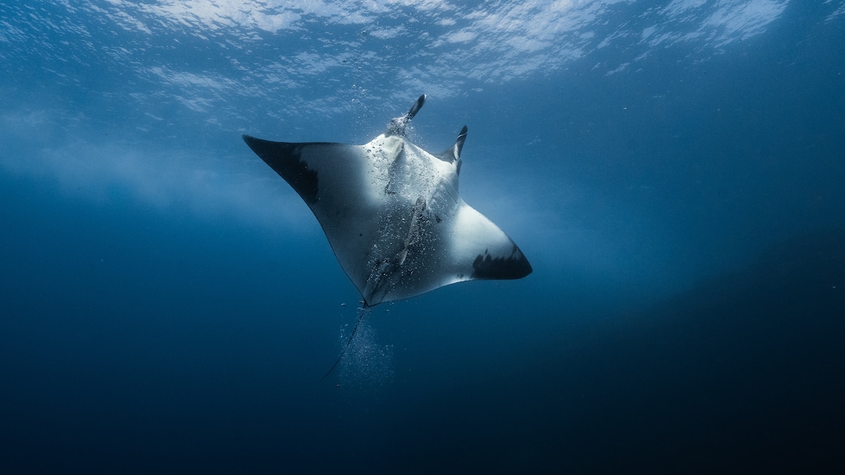 How to ultrasound a 15-foot-wide giant mother manta | National Geographic