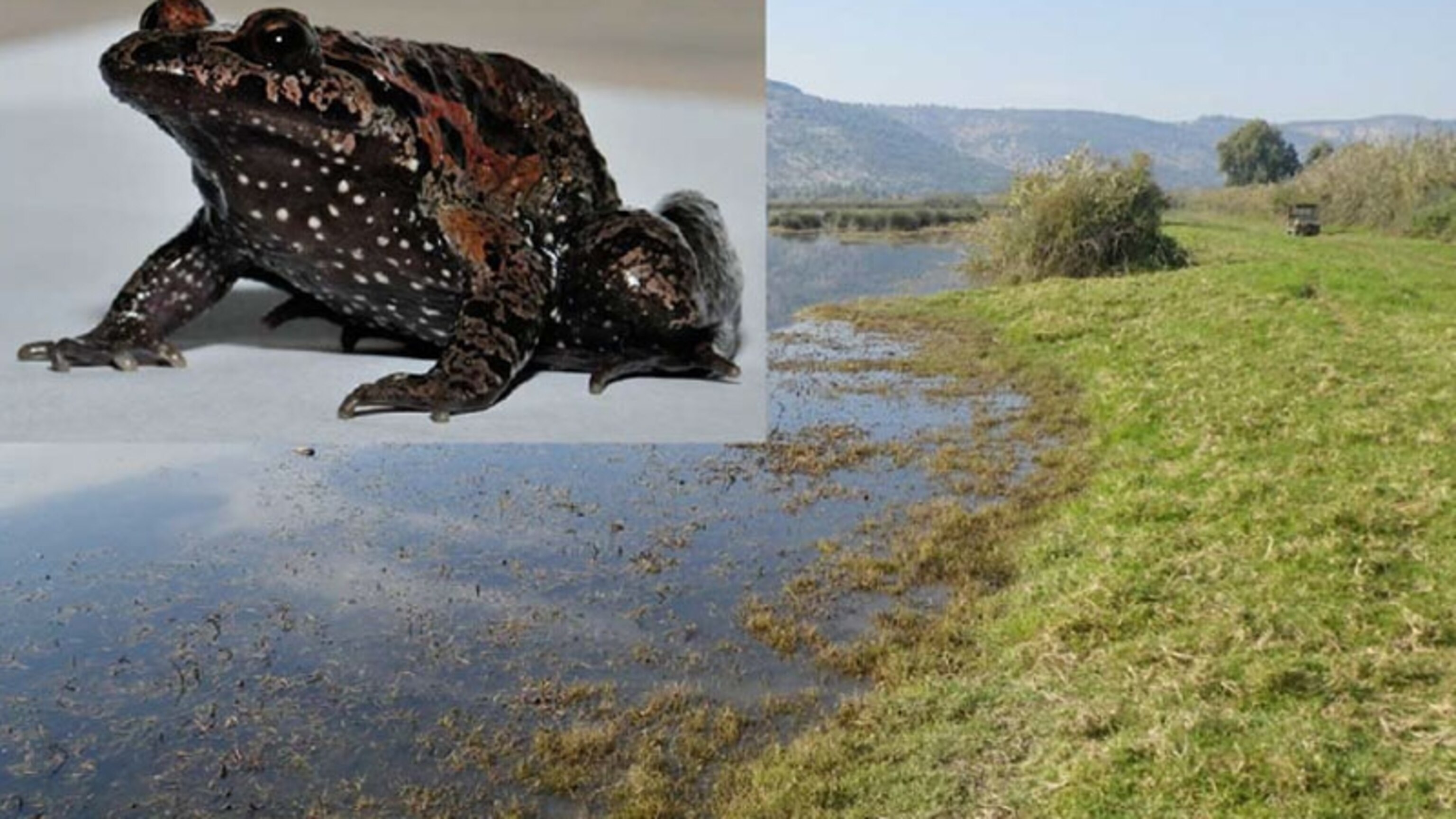 Reports of Frog’s Extinction Have Been Greatly Exaggerated