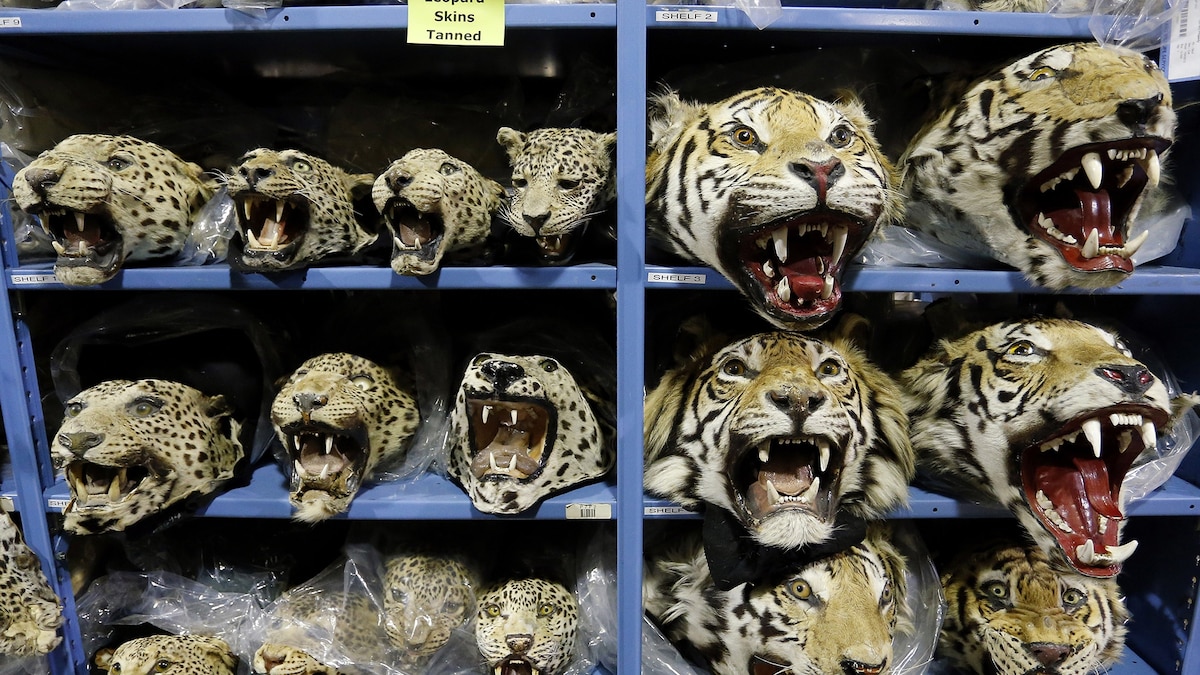 Seven of the Year’s Biggest Wins Against Wildlife Exploitation ...