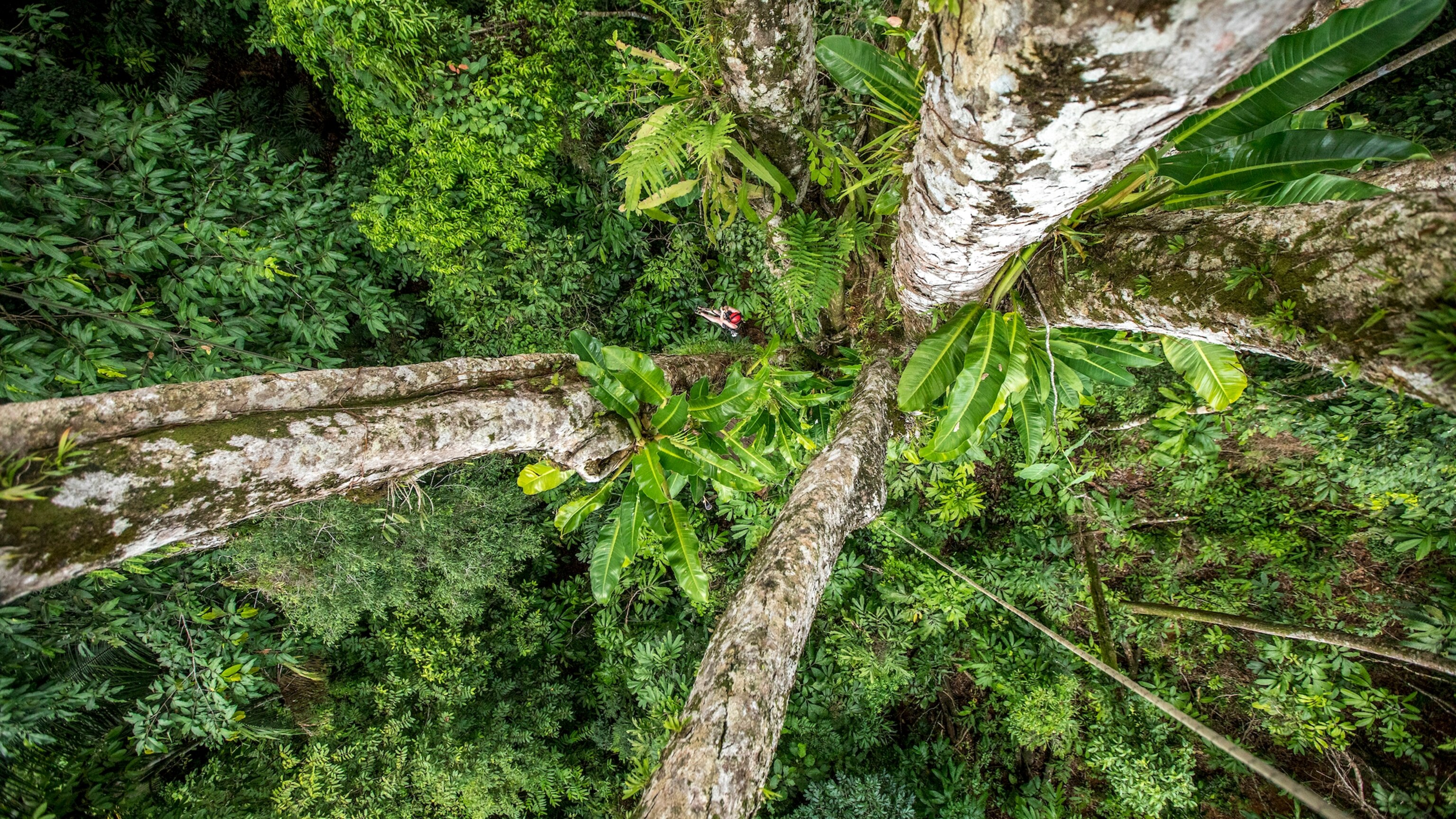 Jambu Tree Tropical Rainforest