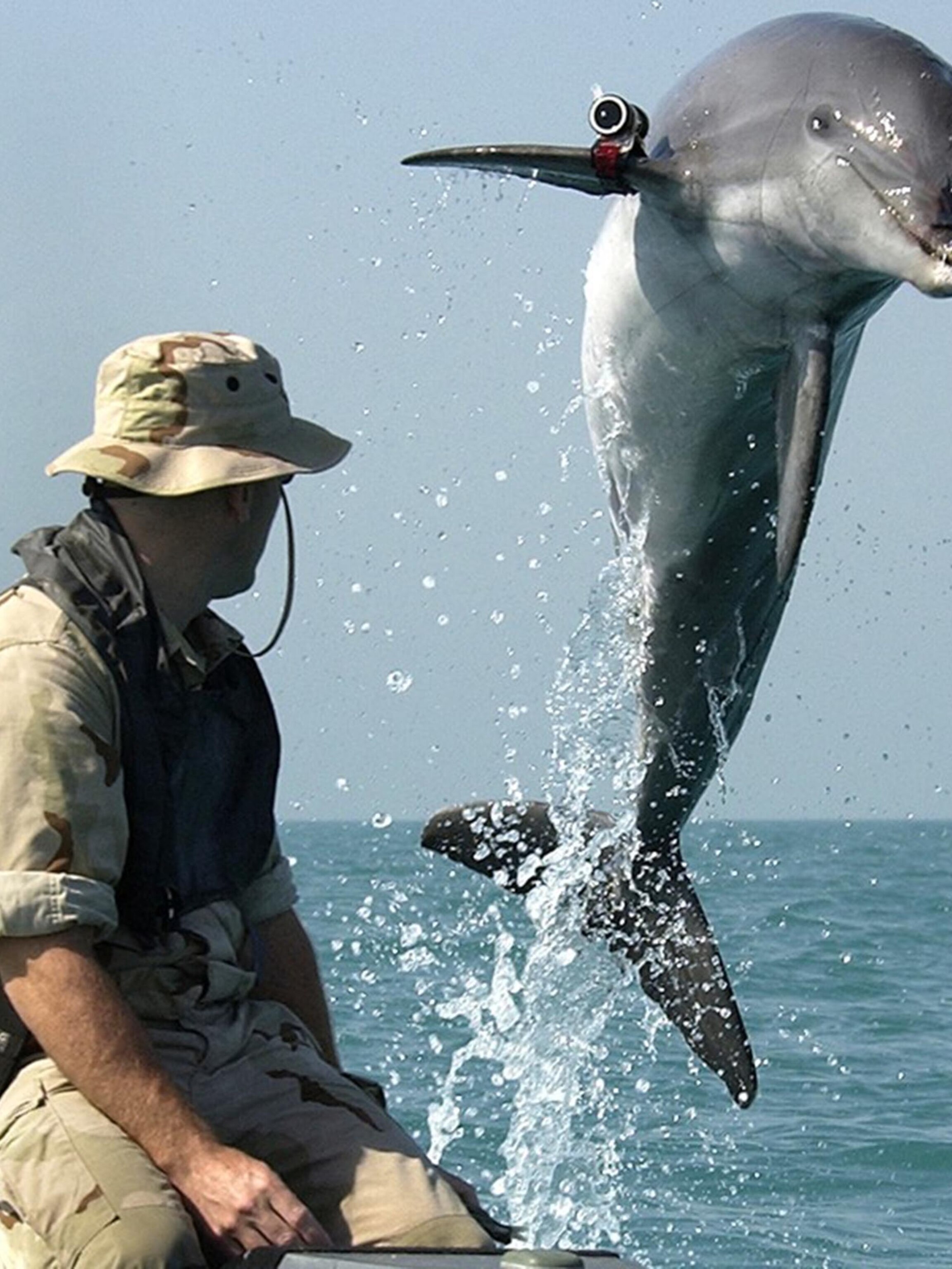 Iran's 'Spy Lizards' and Other Animals Accused of Espionage