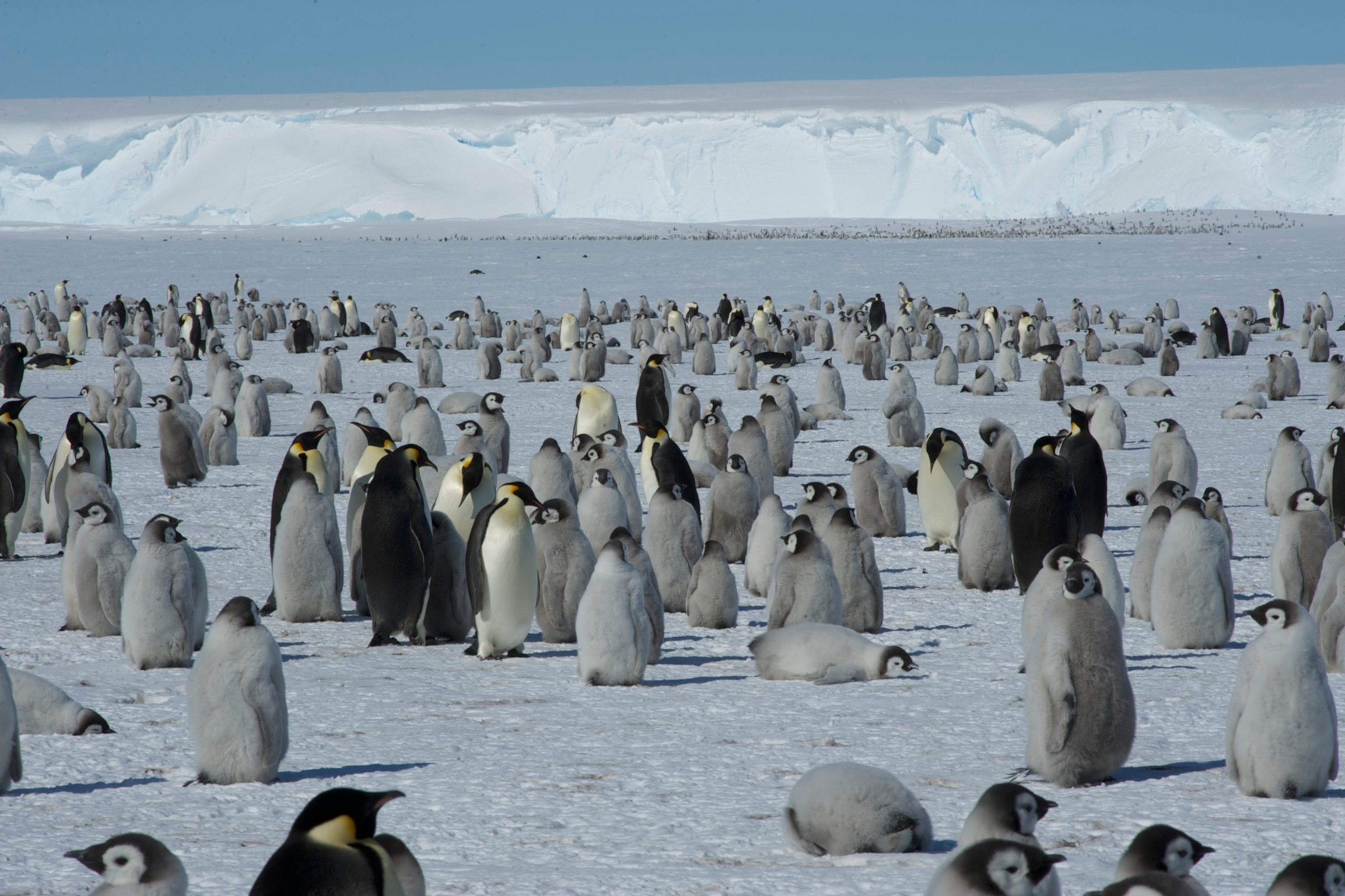 Explorer Returns to Emperor Penguin Colony in Search of a True Count