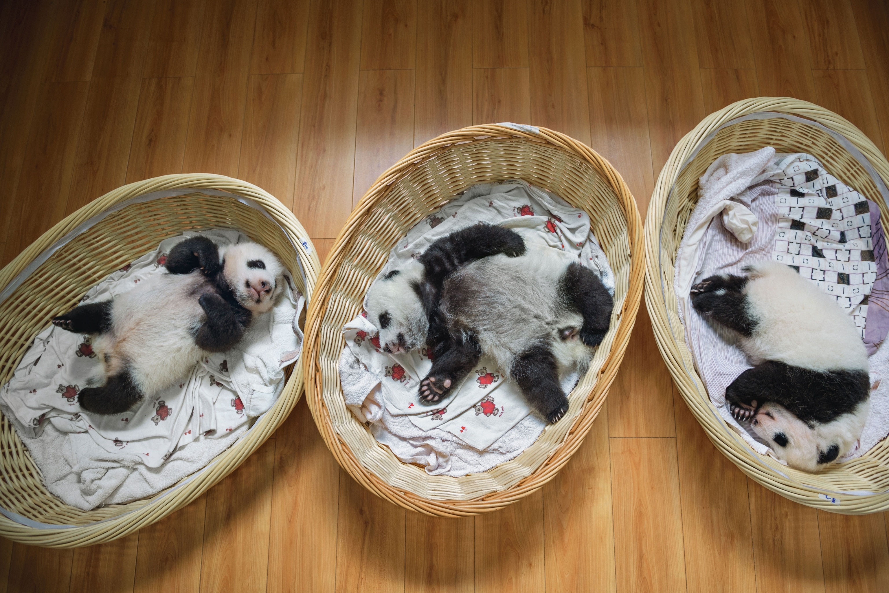 Pandas Get to Know Their Wild Side