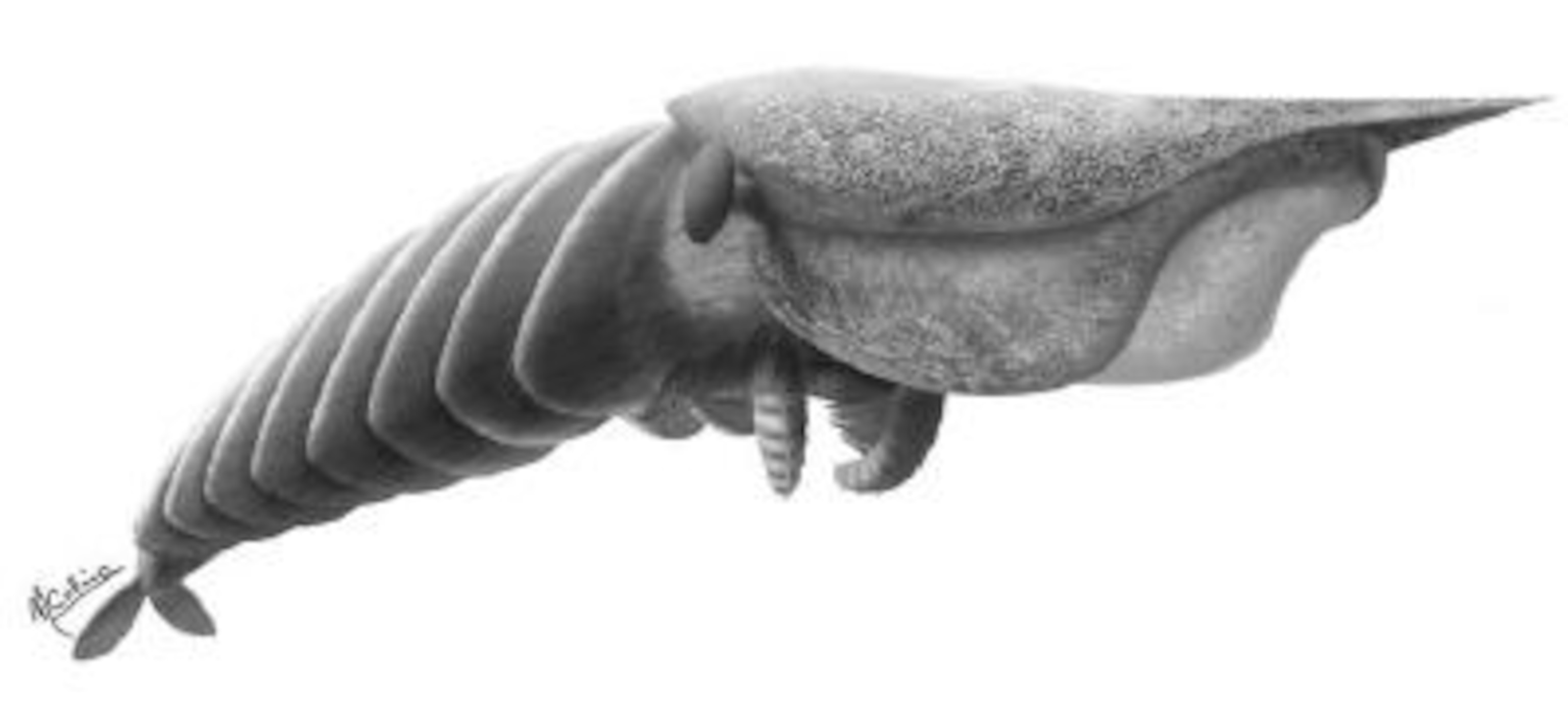 Repost: Hurdia – Another cool Cambrian critter | National Geographic
