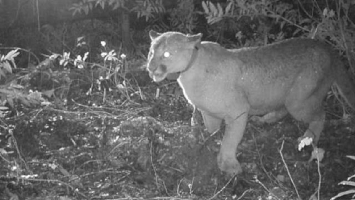 Cougars Are Terrified of Human Chatter—And That's a Big Problem ...