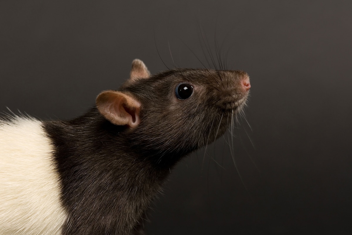 These Mice Spy on Their Predators—By Sniffing Their Tears