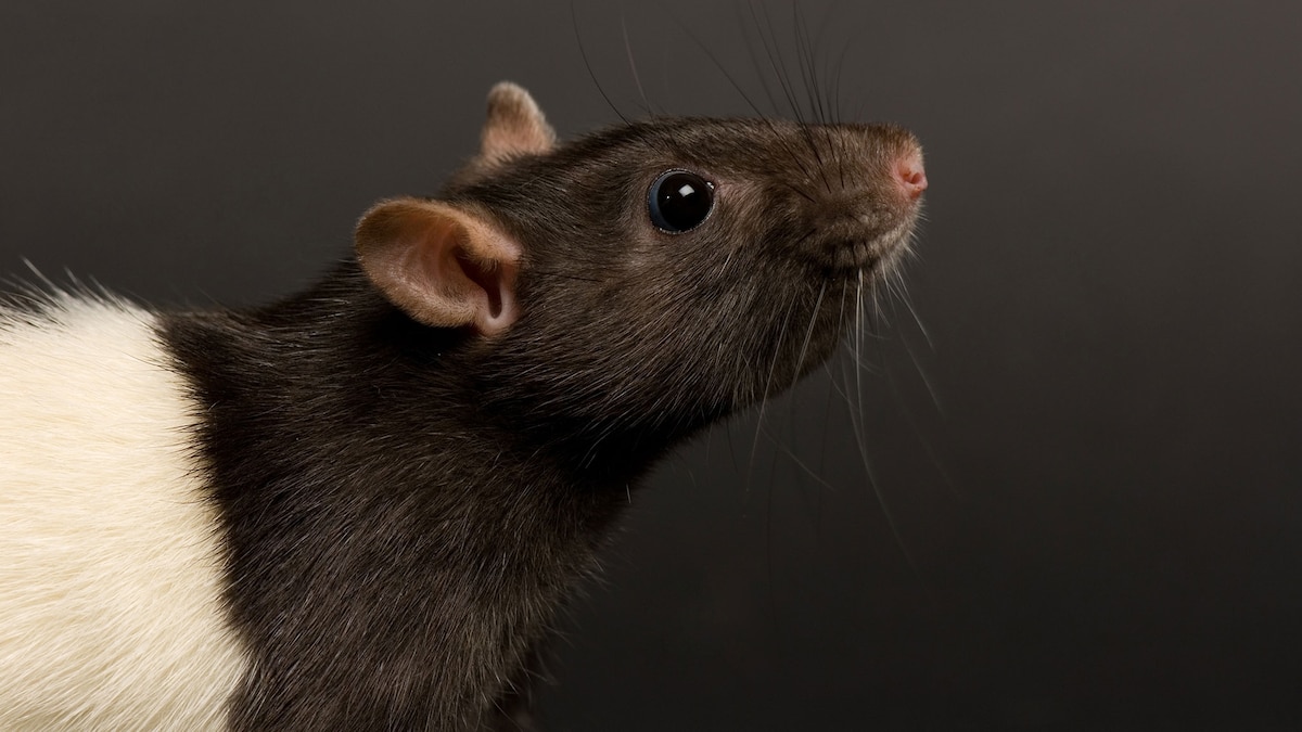 These Mice Spy on Their Predators—By Sniffing Their Tears | National ...