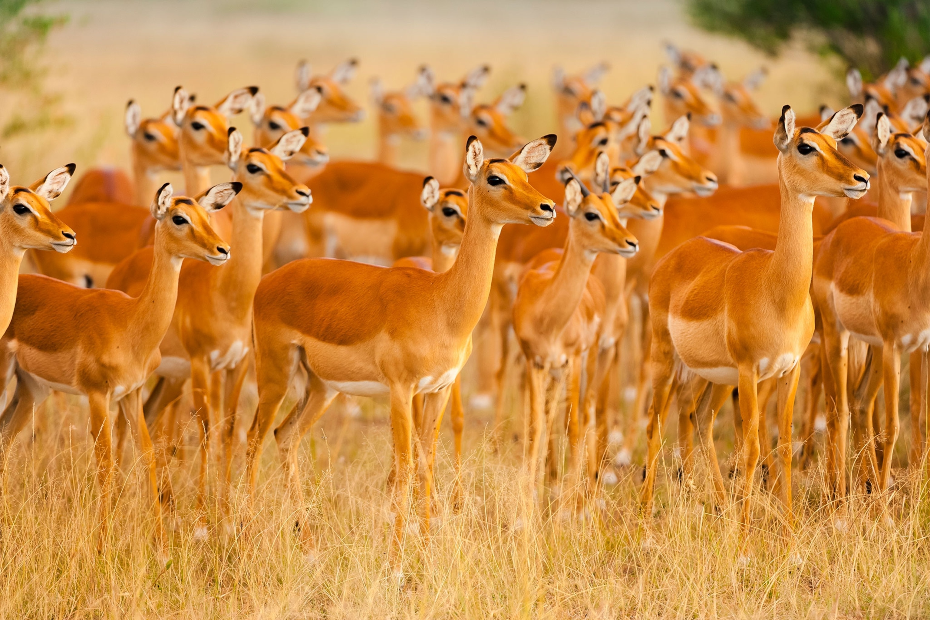 See photographer Frans Lanting's best work