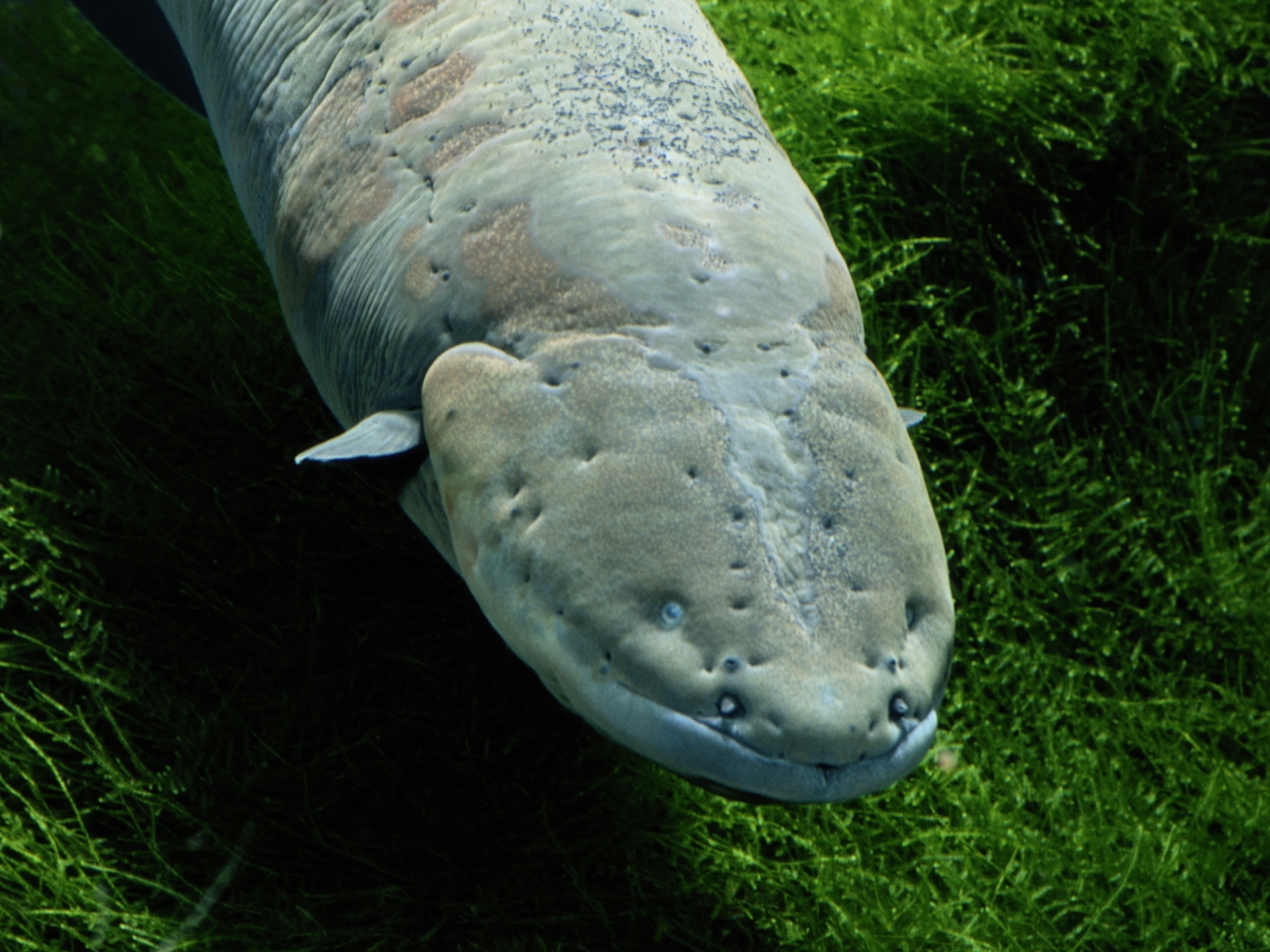 The 13 Scariest Freshwater Animals in the World -- National Geographic