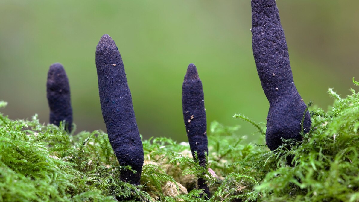 These Bizarre Fungi Resemble Corpse Fingers, UFOs, Tongues | National ...