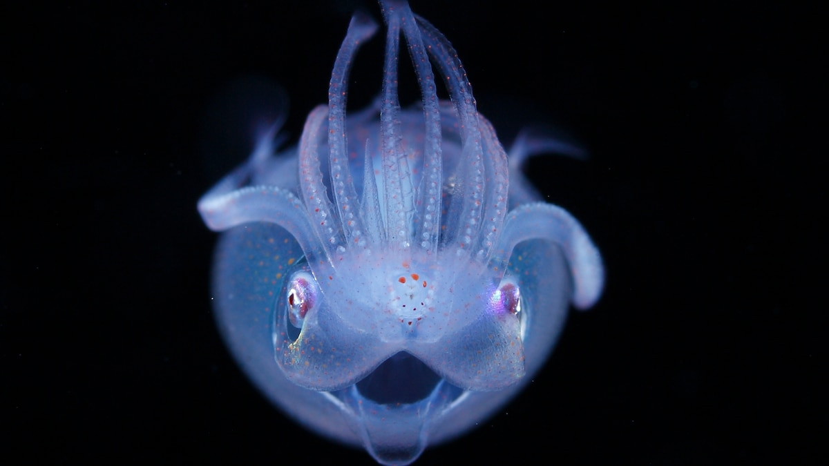 In the Darkness, Thousands of Tiny Creatures Thrive | National Geographic