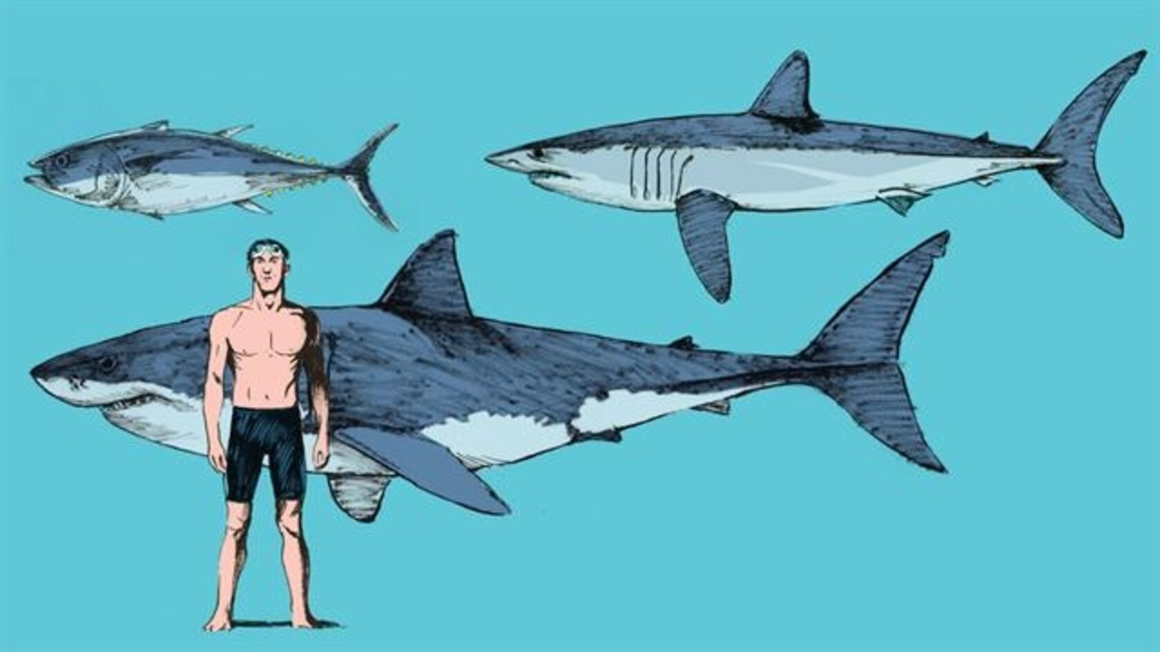 Shortfin Mako Shark Size 🐟💨 Meet The Fastest Shark In The Ocean!
