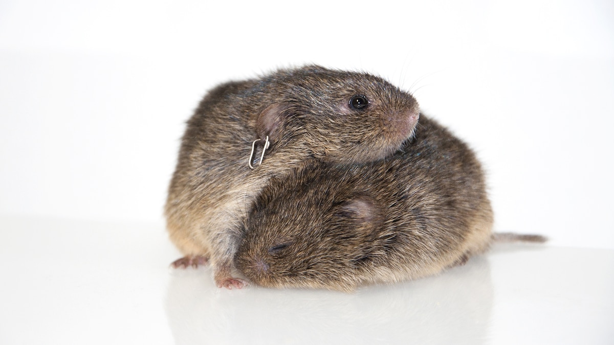 A Study of Unfaithful Voles Links Genes to Brains to Behaviour ...