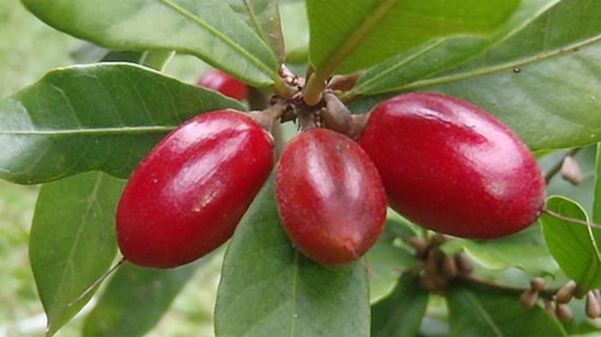 How the miracle fruit changes sour into sweet | National Geographic