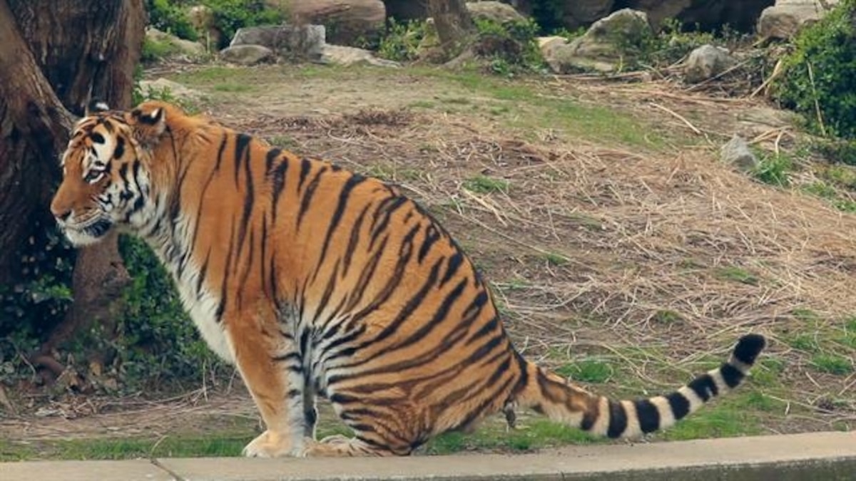 Zoo Poo and Glitter Reveal Animal Health Secrets | National Geographic