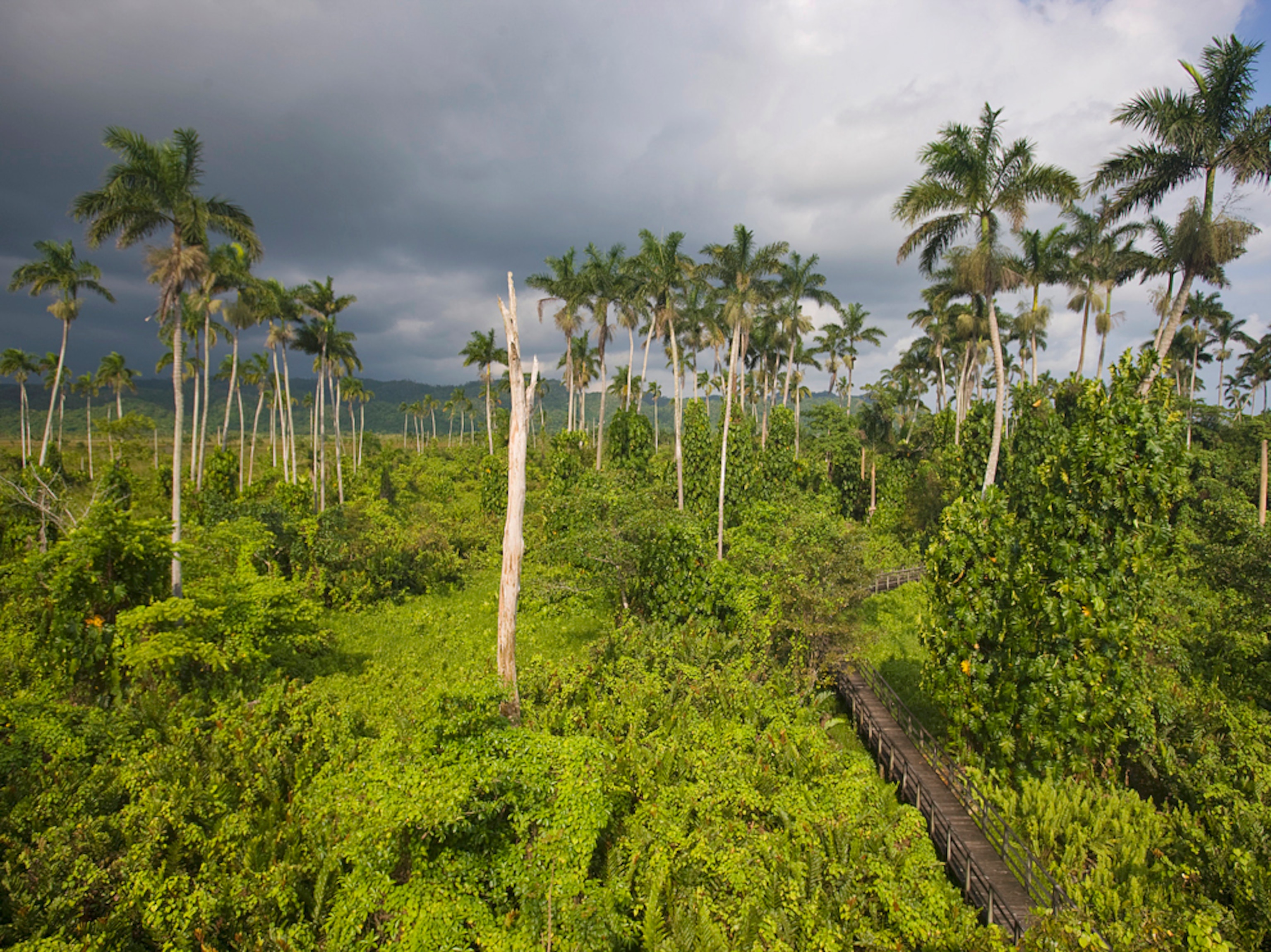 Sustainable Jamiaca Photos -- National Geographic