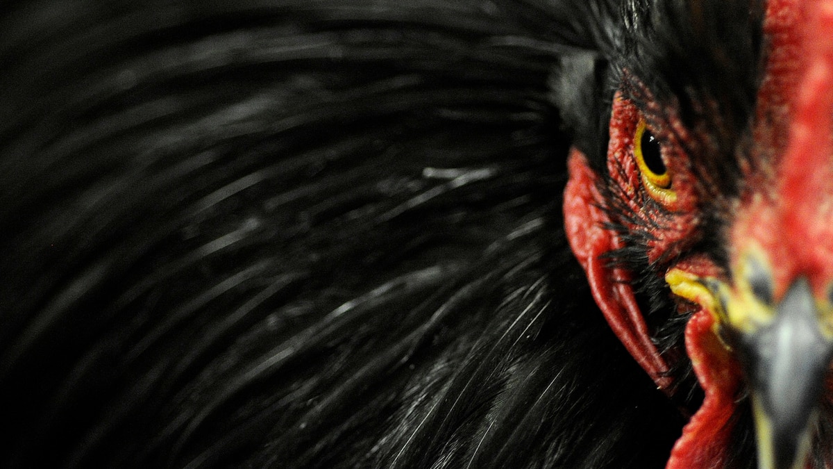 The Forgotten History of ‘Hen Fever’ | National Geographic